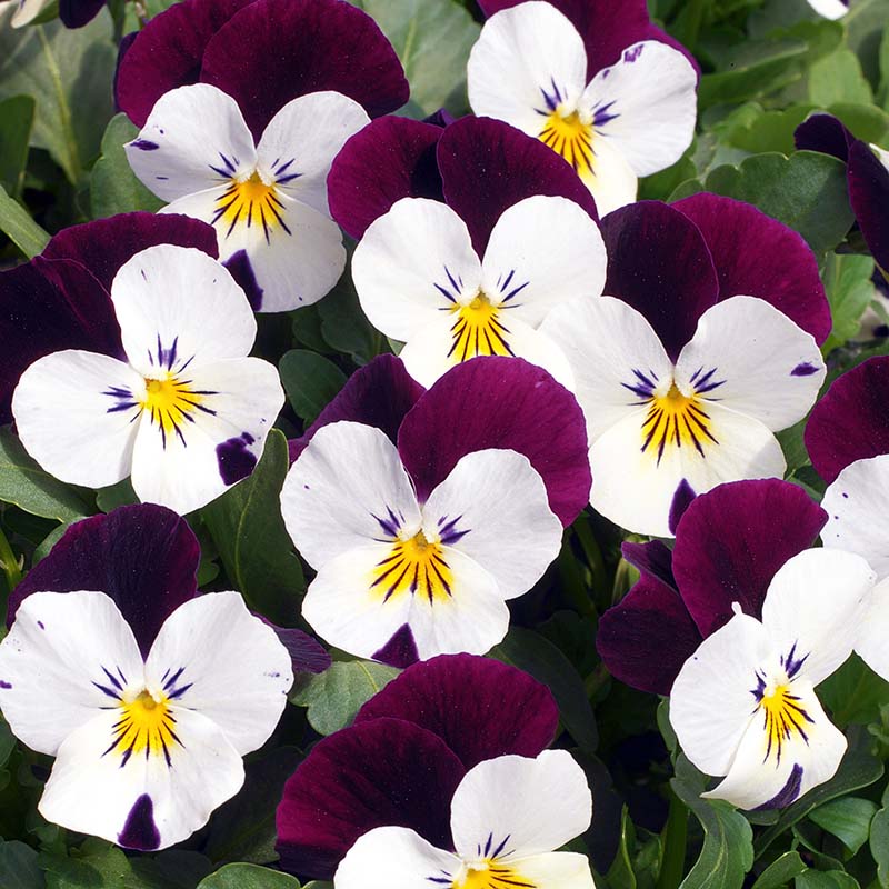 Viola Penny Jump Up Mix F1 Seed – Harris Seeds