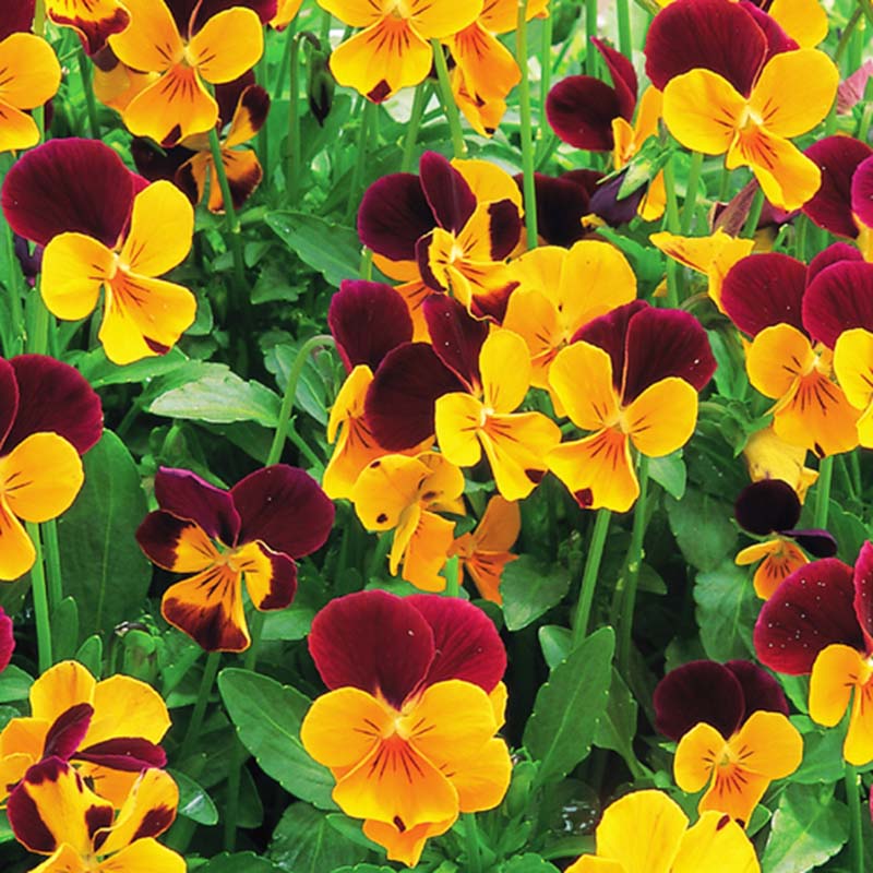 Viola Penny Jump Up Mix F1 Seed – Harris Seeds