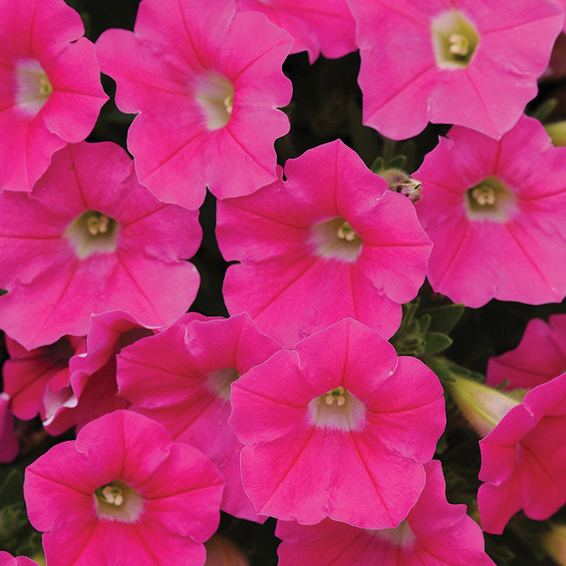 Petunia Shock Wave F1 Collection Seed – Harris Seeds