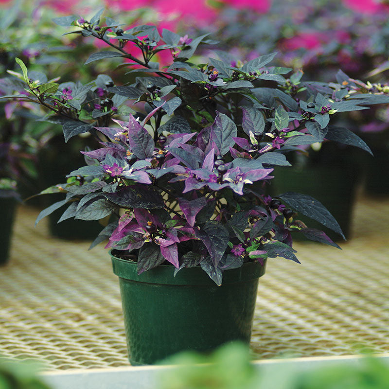Ornamental Pepper Purple Flash Seed – Harris Seeds
