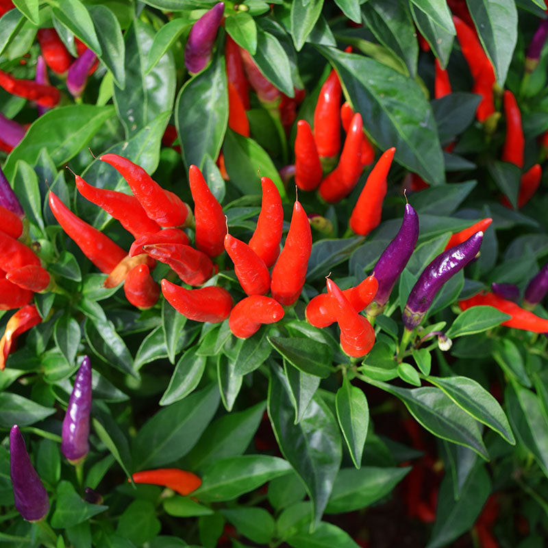 Ornamental Pepper Sangria F1 Seed – Harris Seeds