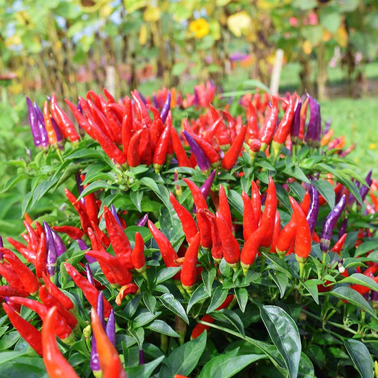 Ornamental Pepper Sangria F1 Seed – Harris Seeds