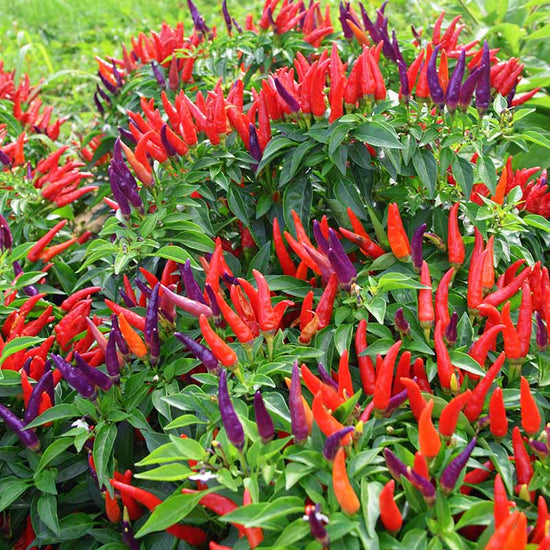Ornamental Pepper Sangria F1 Seed – Harris Seeds