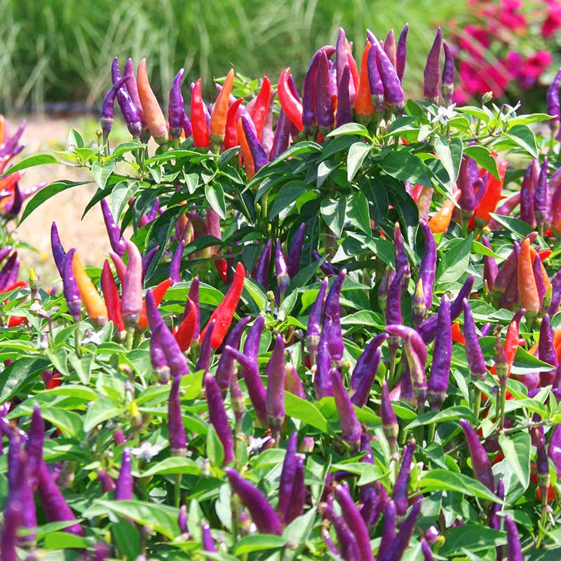 Ornamental Pepper Sangria F1 Seed – Harris Seeds