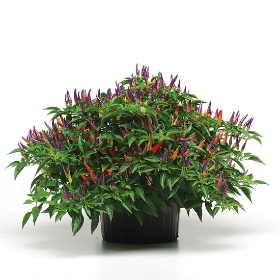 Ornamental Pepper Sangria F1 Seed – Harris Seeds