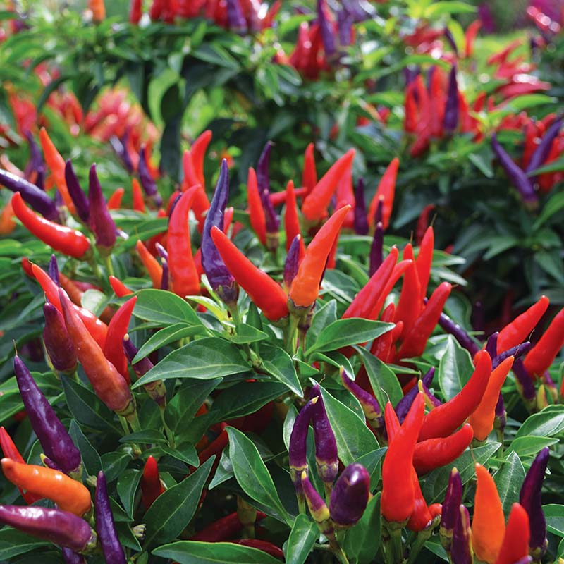 Ornamental Pepper Sangria F1 Seed – Harris Seeds