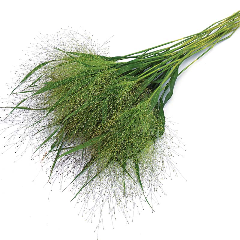 Panicum Frosted Explosion Seed – Harris Seeds