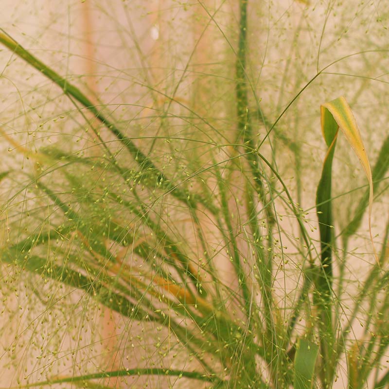 Panicum Frosted Explosion Seed – Harris Seeds