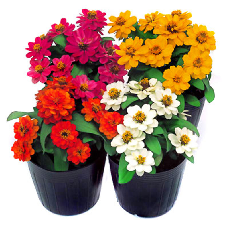 Zinnia Profusion Double Mix Seed – Harris Seeds