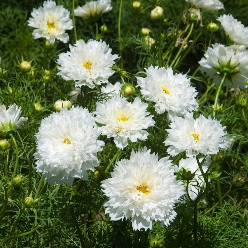 Cosmos Double Click White Seed – Harris Seeds