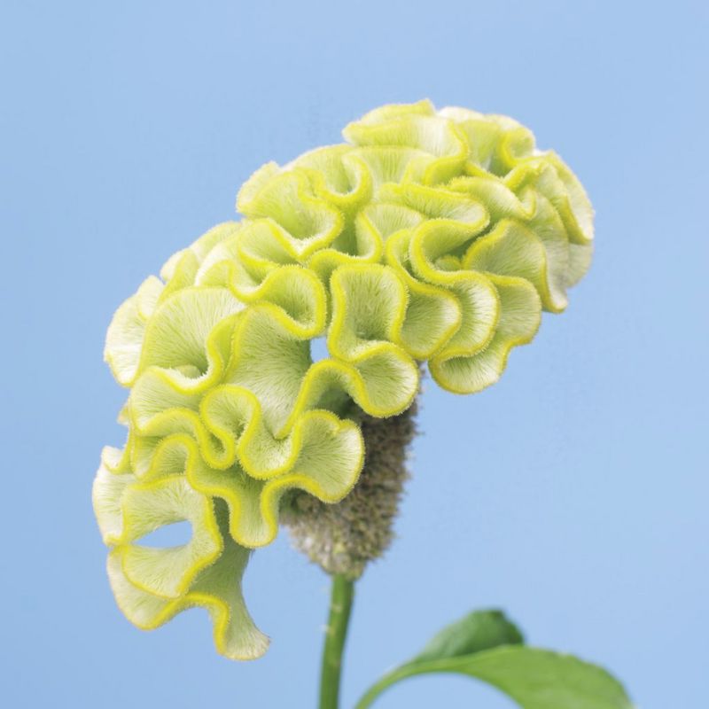 Celosia Spring Green Seed – Harris Seeds