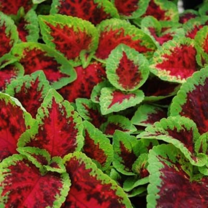 Coleus Watermelon Seed – Harris Seeds