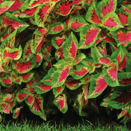 Coleus Watermelon Seed – Harris Seeds