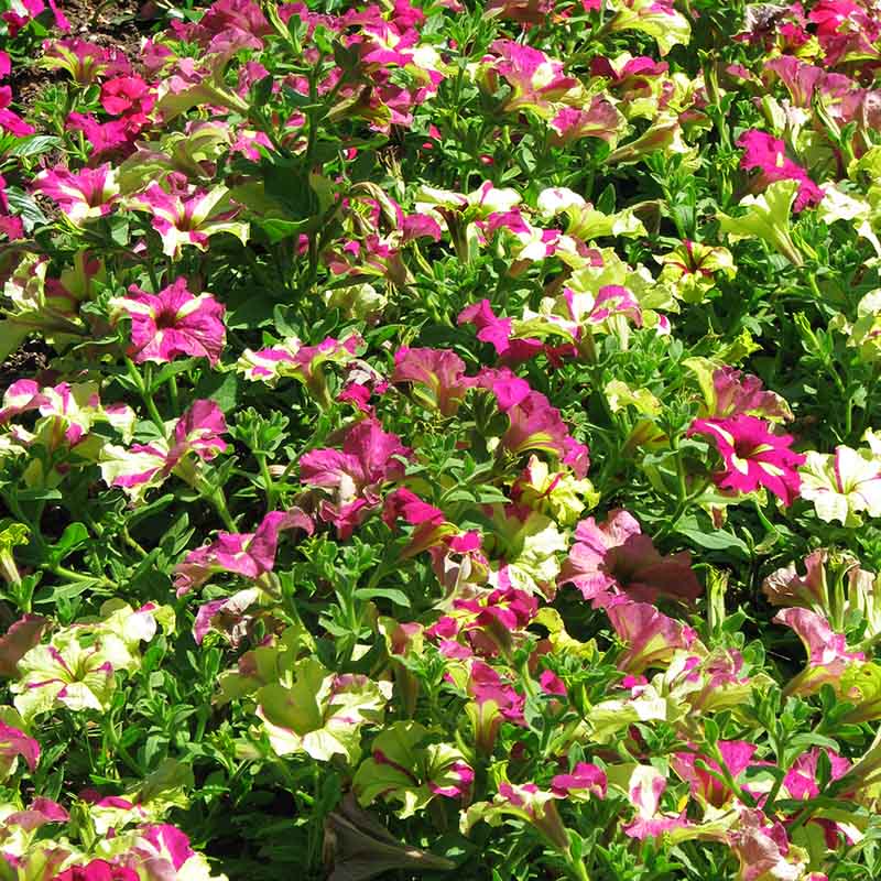 Petunia Sophistica Lime Bicolor Seed – Harris Seeds
