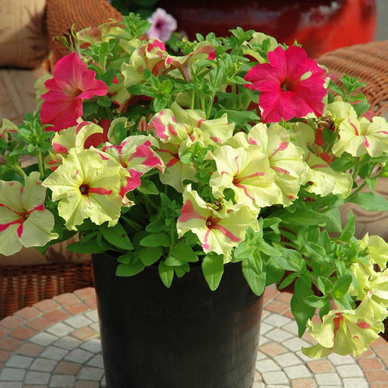 Petunia Sophistica Lime Bicolor Seed – Harris Seeds