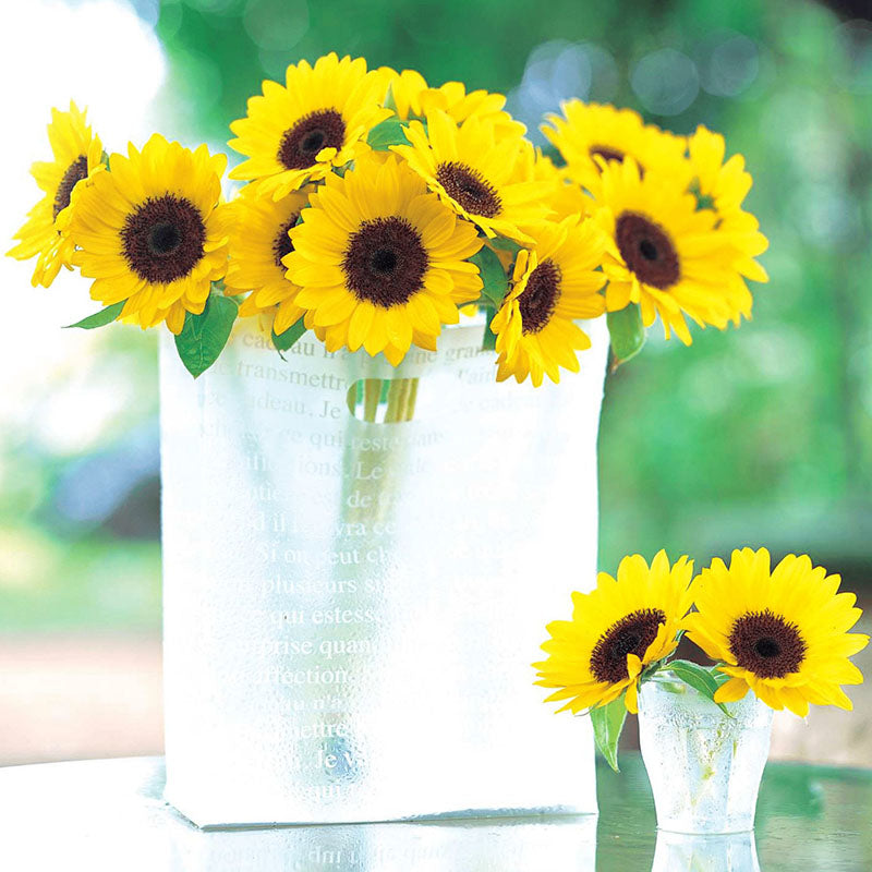 Sunflower Sunrich Summer Lemon F1 Seed – Harris Seeds
