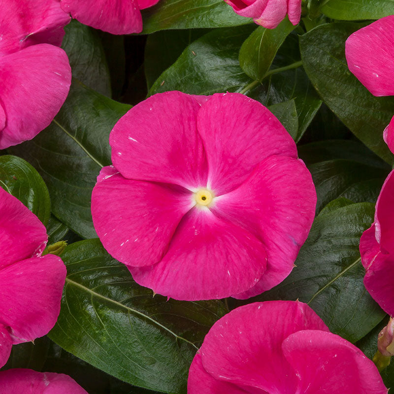 Vinca Cora Cascade Mix F1 – Harris Seeds