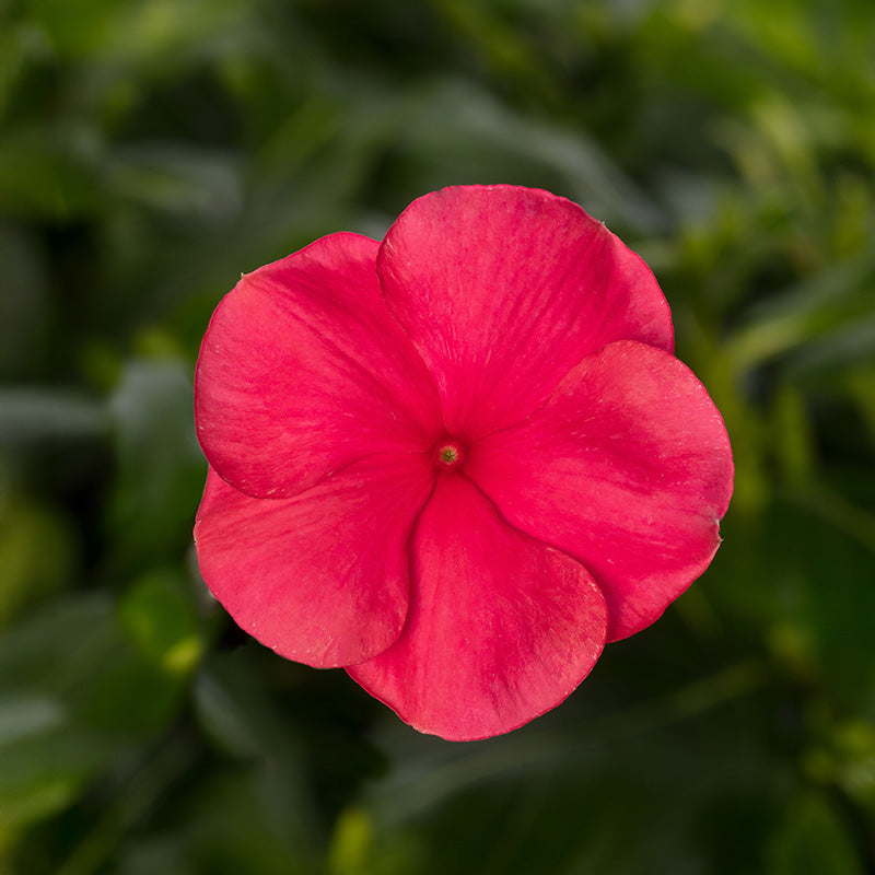 Vinca Cora Cascade Mix F1 – Harris Seeds