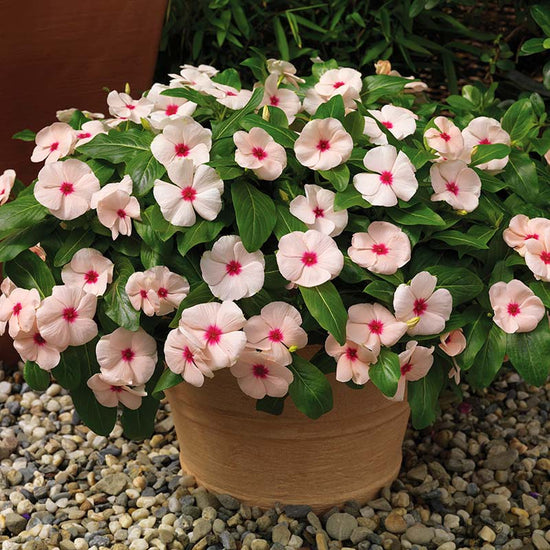 Vinca Cora Cascade Mix F1 – Harris Seeds