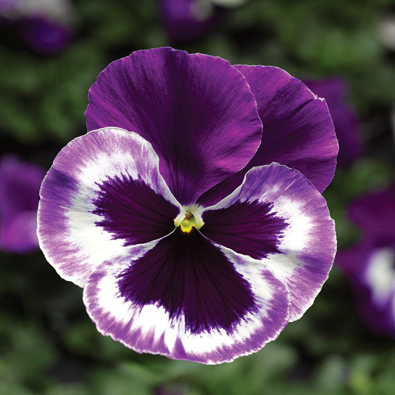 Pansy Delta Premium Violet/White F1 Seed – Harris Seeds