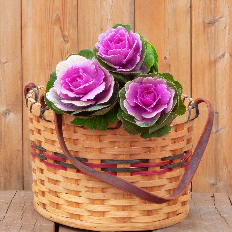 Ornamental Kale Lucir Rose F1 Seed – Harris Seeds