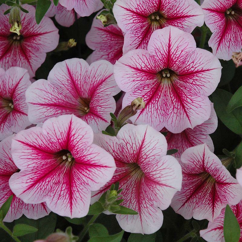 Petunia Opera Supreme Raspberry Ice F1 Seed – Harris Seeds