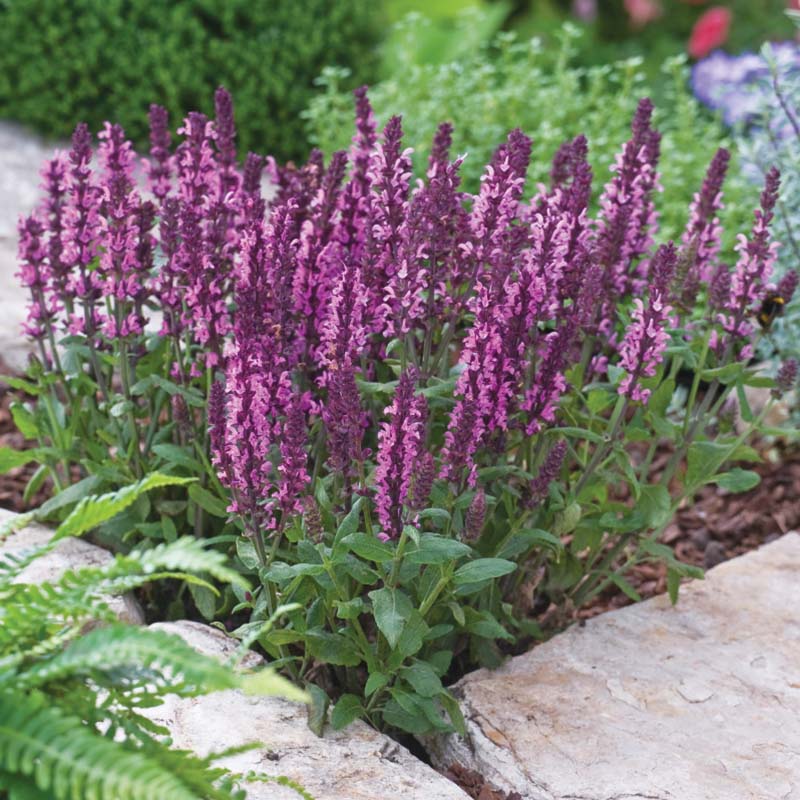 Salvia New Dimension Rose Seed – Harris Seeds