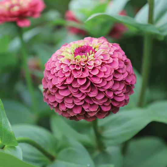 Zinnia Queeny Lime Red Seed – Harris Seeds