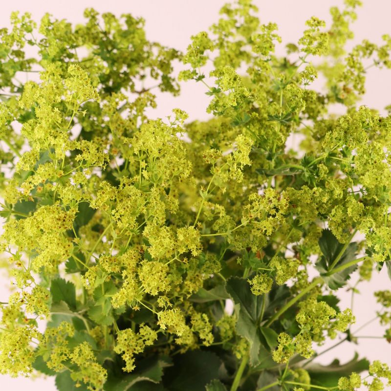 Bupleurum Griffitti Seed – Harris Seeds