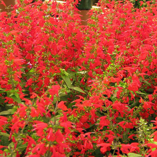 Salvia Summer Jewel Red Seed – Harris Seeds