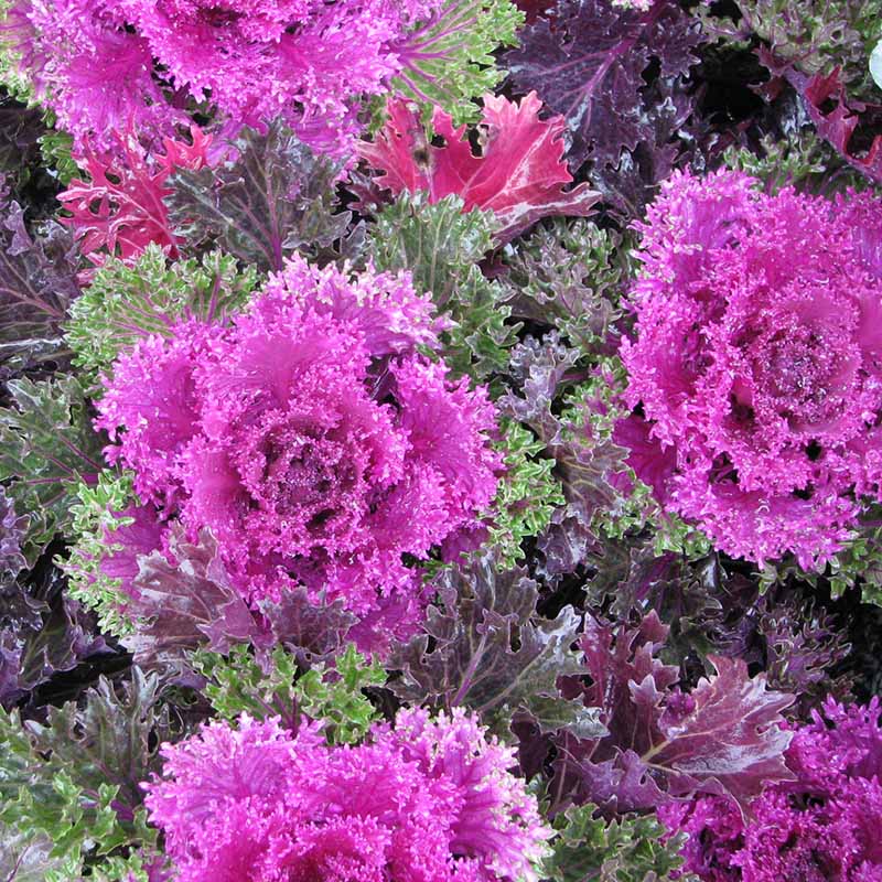 Ornamental Kale Glamour Red F1 Seed – Harris Seeds
