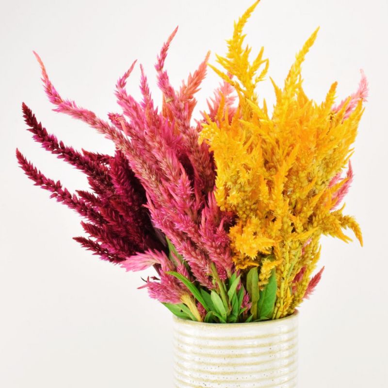 Celosia Sunday Mix Seed – Harris Seeds