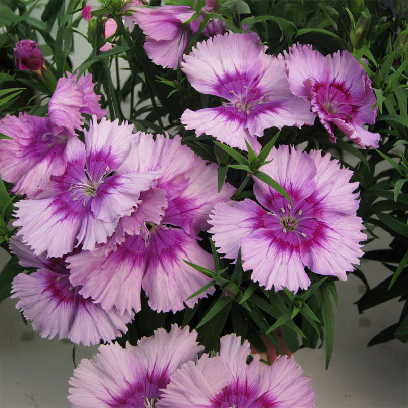 Dianthus Diana Lavender Picotee F1 Seed – Harris Seeds