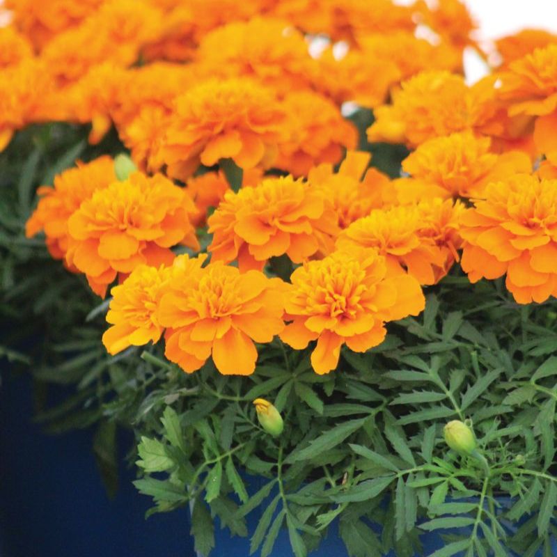 Marigold Bonanza Deep Orange Seed – Harris Seeds
