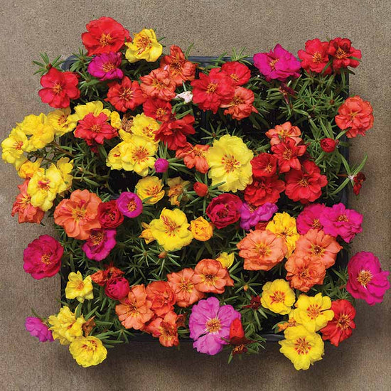 Portulaca Happy Hour Mix Seed – Harris Seeds