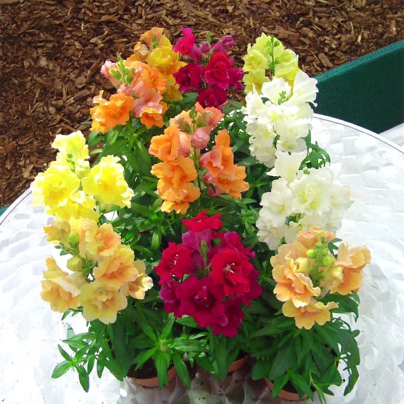 Snapdragon Twinny Mix F1 Seed – Harris Seeds