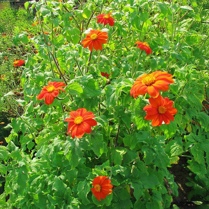 Tithonia Torch Seed – Harris Seeds