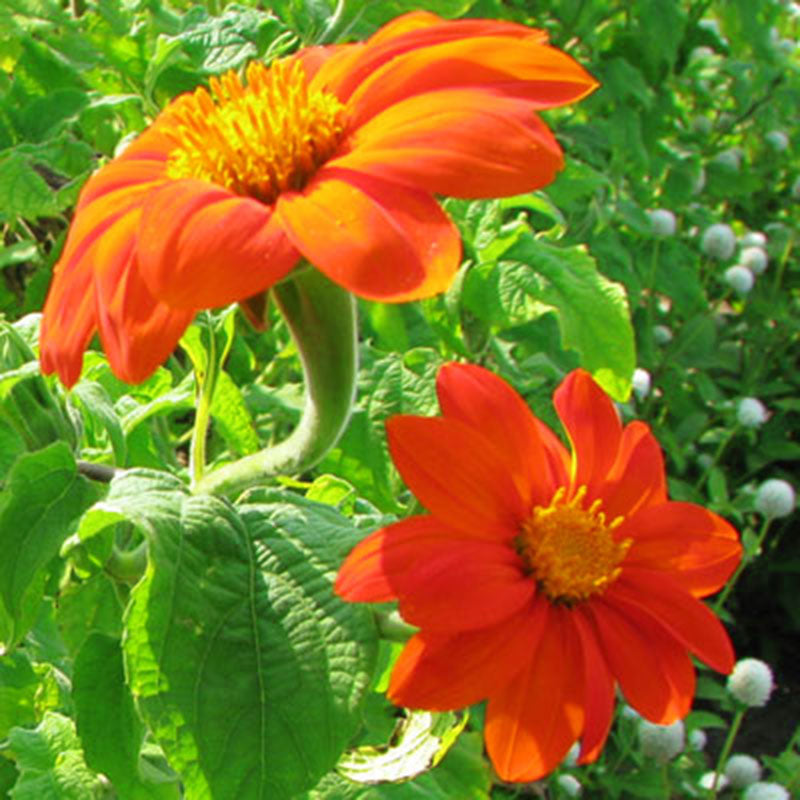 Tithonia Torch Seed – Harris Seeds