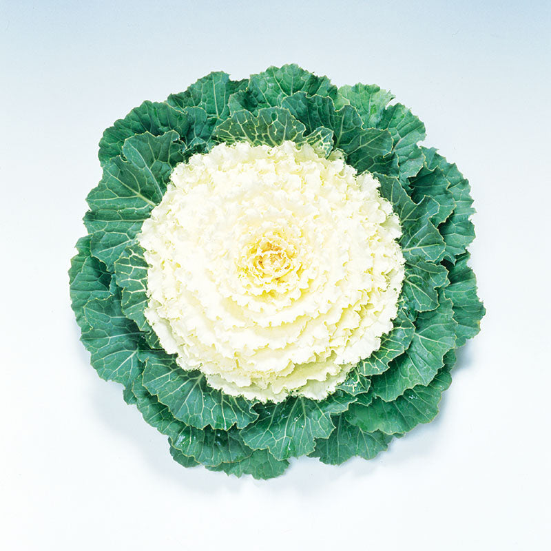 Ornamental Kale Flat Leaf Collection F1 Seed – Harris Seeds