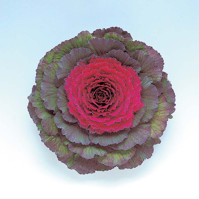 Ornamental Kale Flat Leaf Collection F1 Seed – Harris Seeds