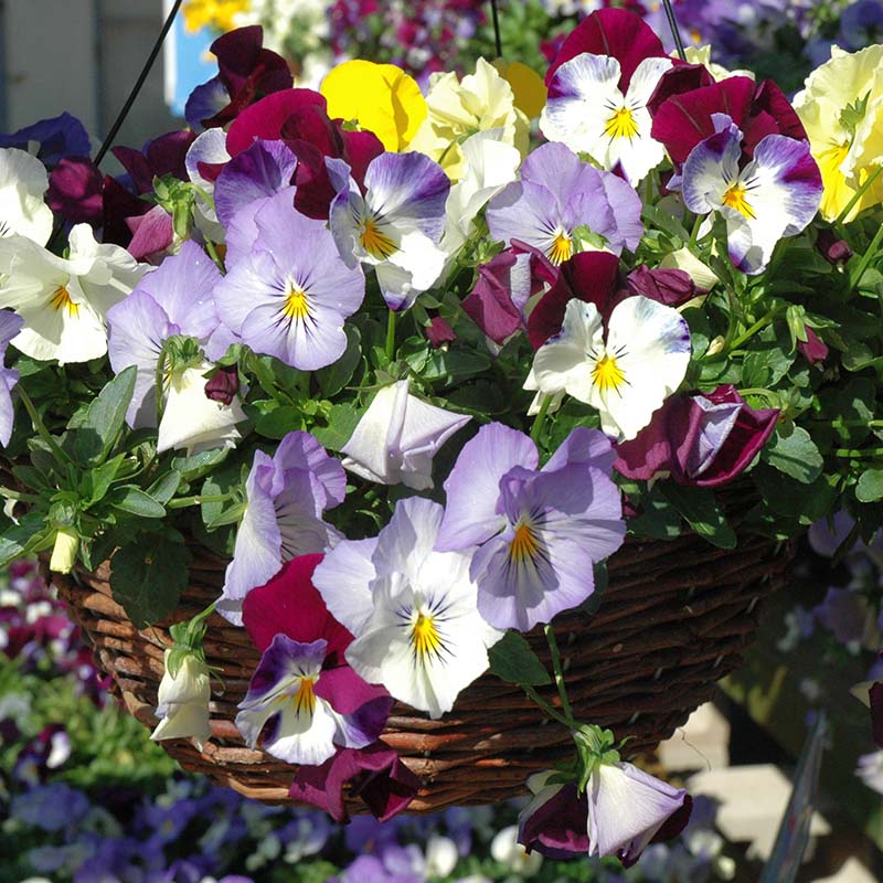 Pansy Cool Wave® Mix Seed – Harris Seeds