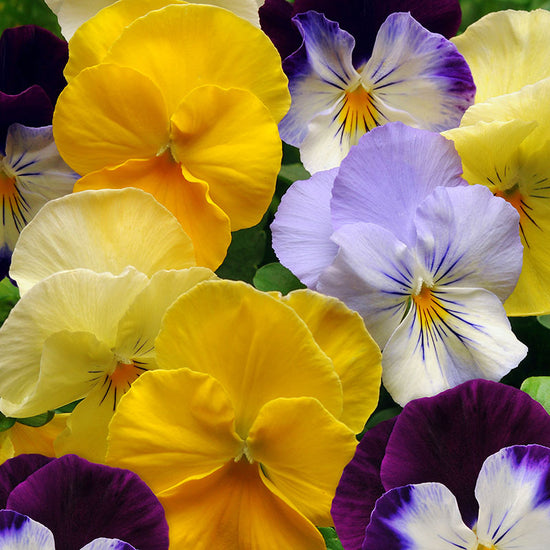Pansy Cool Wave® Mix Seed – Harris Seeds