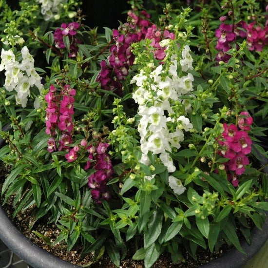 Angelonia Serenita Mix F1 Seed – Harris Seeds