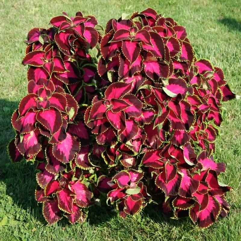Coleus Chocolate Covered Cherry Seed – Harris Seeds
