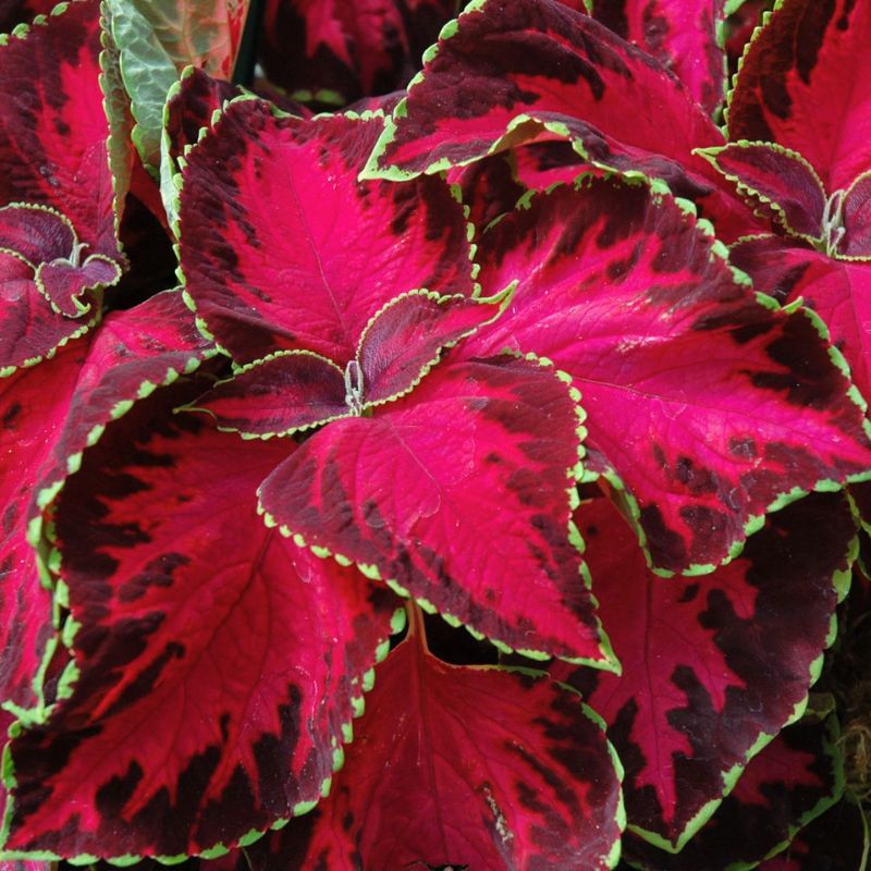 Coleus Chocolate Covered Cherry Seed – Harris Seeds