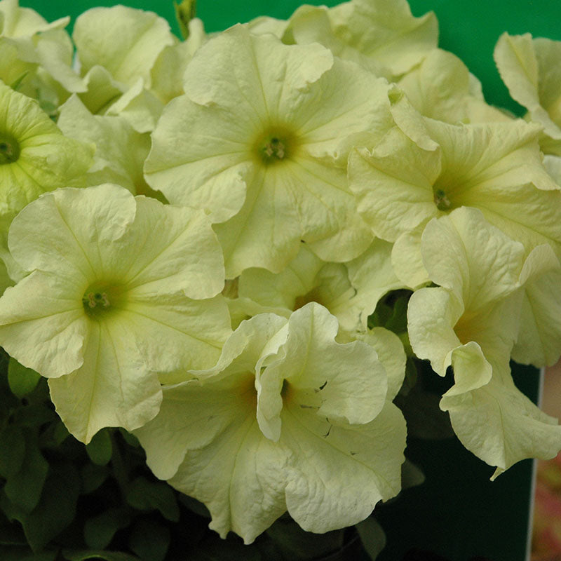 Petunia Sophistica Lime Green F1 Seed – Harris Seeds