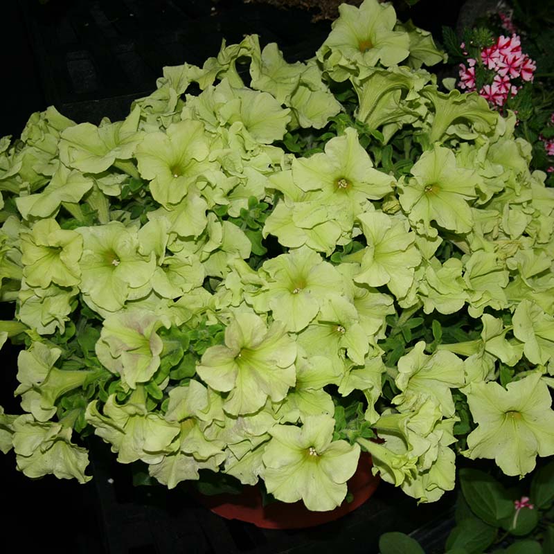 Petunia Sophistica Lime Green F1 Seed – Harris Seeds