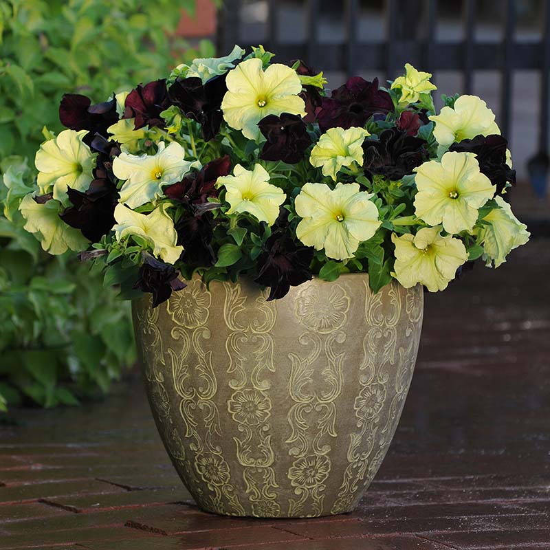 Petunia Sophistica Lime Green F1 Seed – Harris Seeds