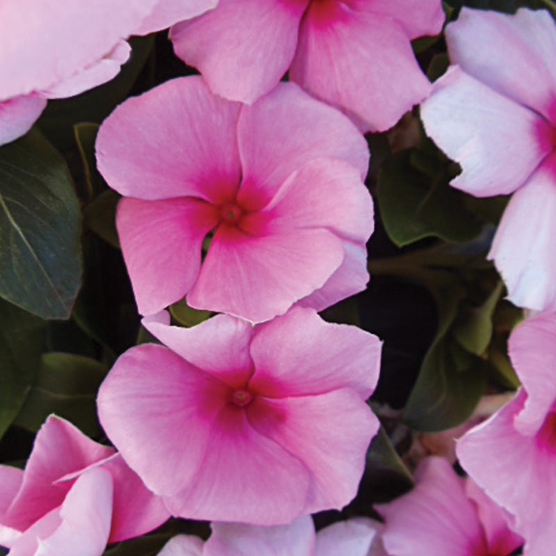 Vinca Cora Cascade Strawberry F1 Seed – Harris Seeds