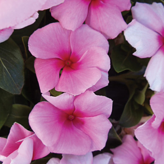 Vinca Cora Cascade Strawberry F1 Seed – Harris Seeds